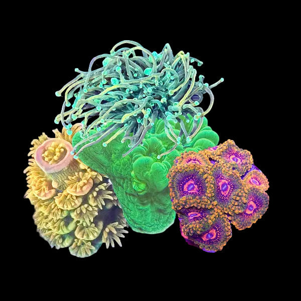 All Coral – Lush Corals